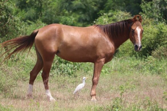 Criollo Pferde im Rasseportrait | ehorses Magazin