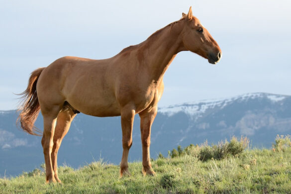 Das schnellste Pferd der Welt: Drip Brew | ehorses Magazin