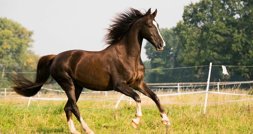 Bockhuf beim Pferd - Was ist das? - Alles rund ums Pferd