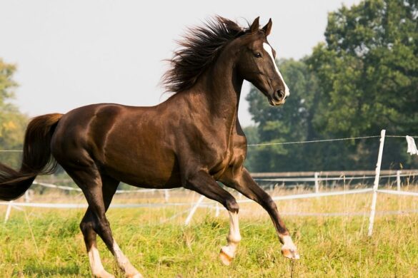 Halla: Leben & Erfolge des Springpferds | ehorses Magazin