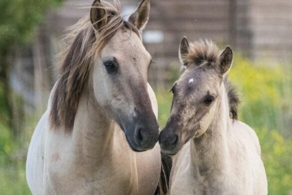 Konik im Rasseportrait | ehorses Magazin