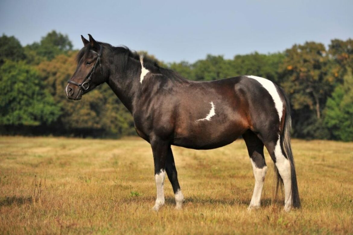 Achal-Tekkiner im Rasseportrait | ehorses Magazin