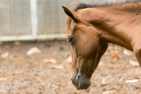 Haarlinge beim Pferd - ehorses Magazin