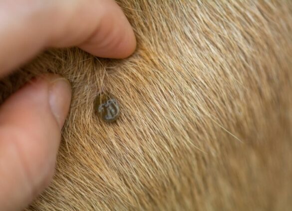 Haarlinge beim Pferd - ehorses Magazin