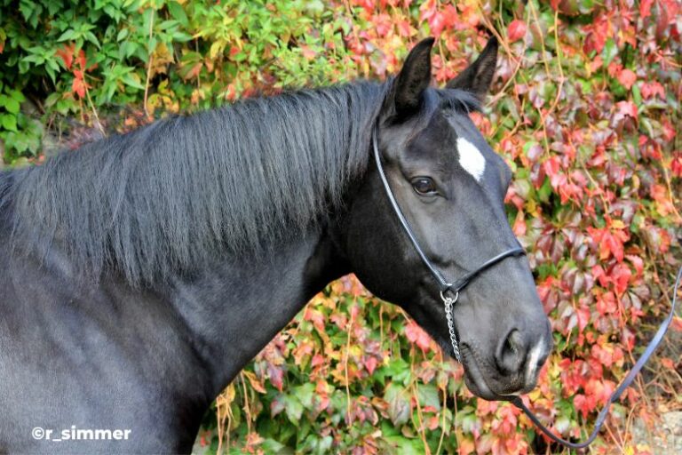 Schwarzwälder Fuchs im Rasseportrait | ehorses Magazin
