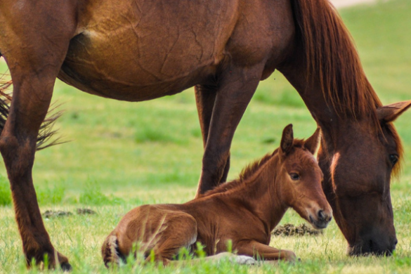 Pferd International 2025 in München | ehorses Magazin