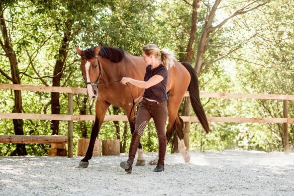 Halla: Leben & Erfolge des Springpferds | ehorses Magazin