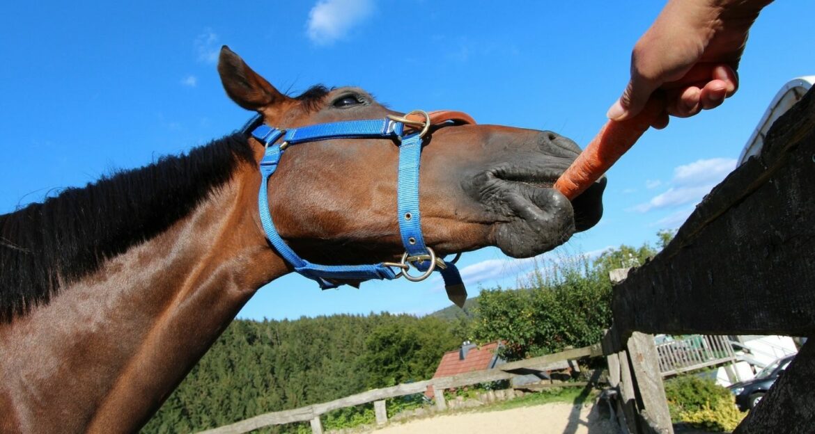 Großpferde: Große Pferderassen im Überblick - ehorses Magazin