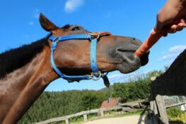 Berber Pferd im Rasseportrait | ehorses.de