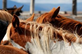 Milben beim Pferd: Symptome und Behandlung I ehorses Magazin