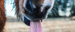 Pferd leckt: Das sind die Gründe | ehorses Magazin