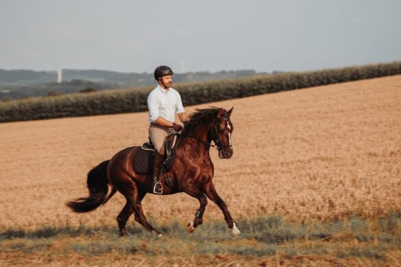 Reiten lernen: Die ersten Schritte im Leitfaden - ehorses Magazin