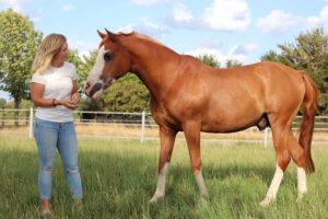 Weben beim Pferd I ehorses Magazin