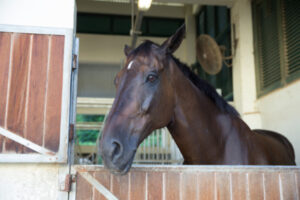 Pferde verstehen lernen - Das musst Du wissen - ehorses Magazin