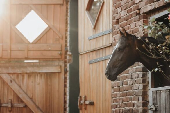 Das schnellste Pferd der Welt: Drip Brew | ehorses Magazin