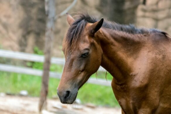 Die Pferdearten im Überblick - ehorses Magazin