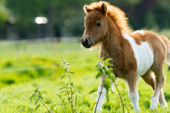 Halla: Leben & Erfolge des Springpferds | ehorses Magazin