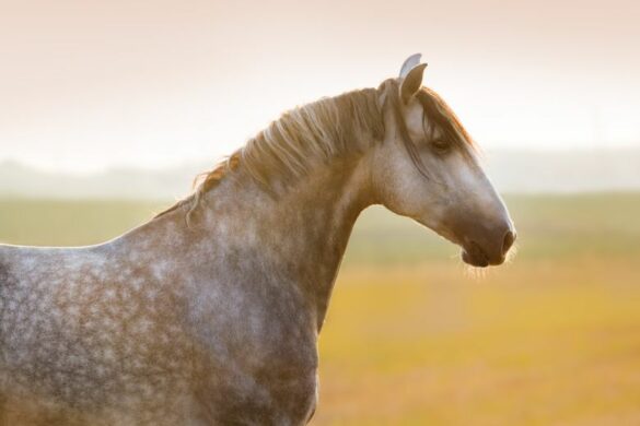 Chinesisches Sternzeichen Pferd |ehorses Magazin