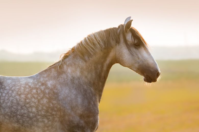 Pferdenamen mit Bedeutung von A bis Z | ehorses Magazin
