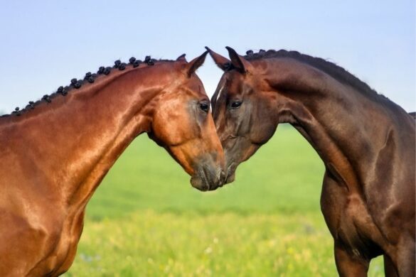 Das schnellste Pferd der Welt: Drip Brew | ehorses Magazin