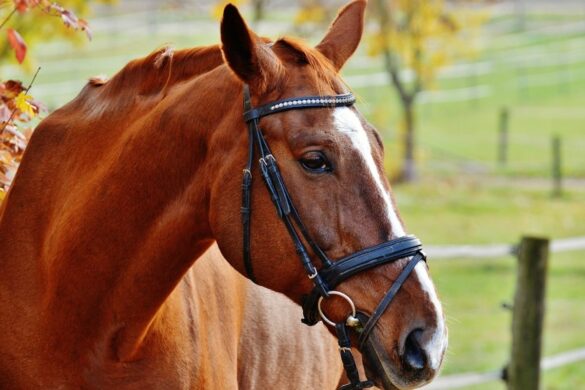Das schnellste Pferd der Welt: Drip Brew | ehorses Magazin