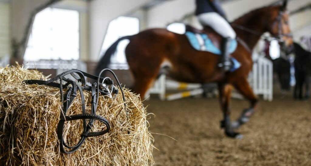 Erstausstattung für ein Pferd - Checkliste | ehorses.de Magazin
