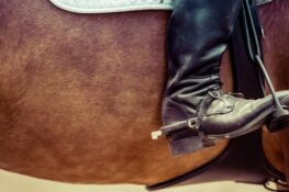 ehorses Magazin: Alles zu Pferderassen, -sportarten & -wissen