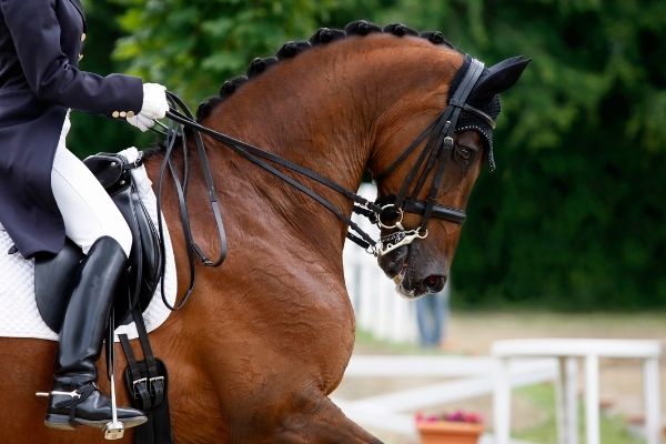 Olympia 2021 Reiten: Zeitpläne, Teams, Livestream & TV-Zeiten