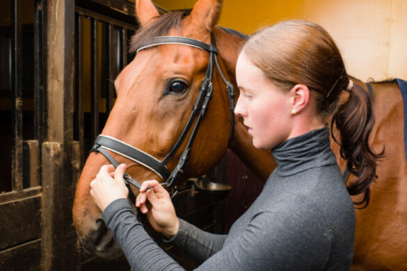 Haarlinge beim Pferd - ehorses Magazin