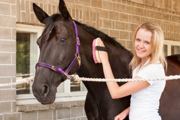 Die Pferdearten im Überblick - ehorses Magazin