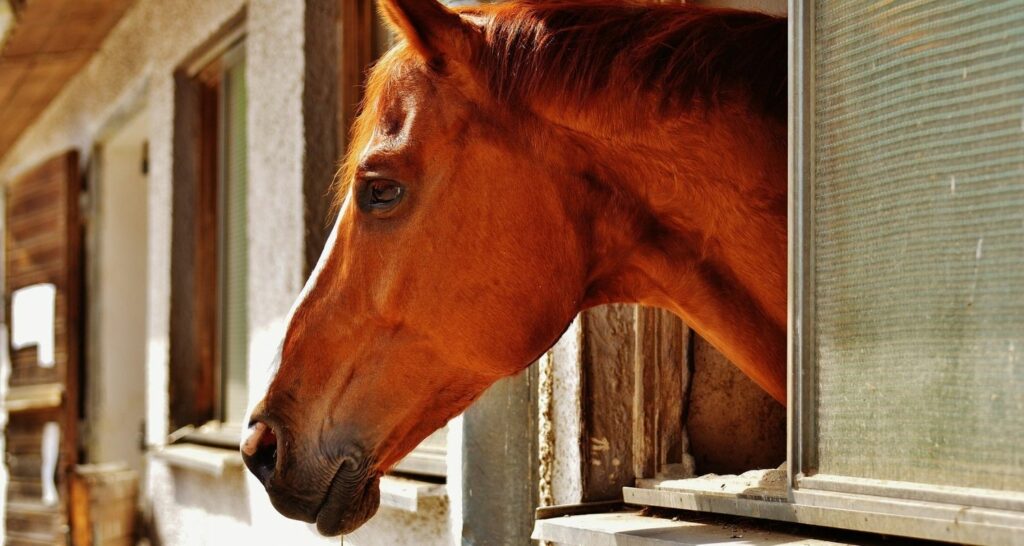 Was fressen Pferde? Die richtige Fütterung | ehorses.de Magazin