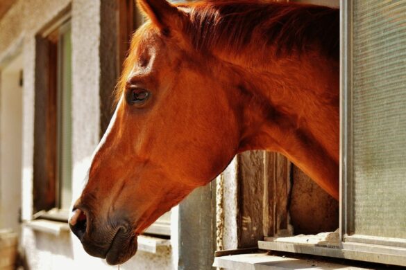 Milben beim Pferd: Symptome und Behandlung I ehorses Magazin Milben beim Pferd: Symptome und Behandlung I ehorses Magazin