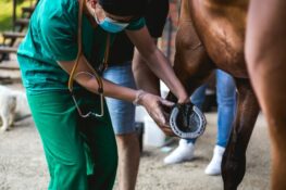 Halla: Leben & Erfolge des Springpferds | ehorses Magazin