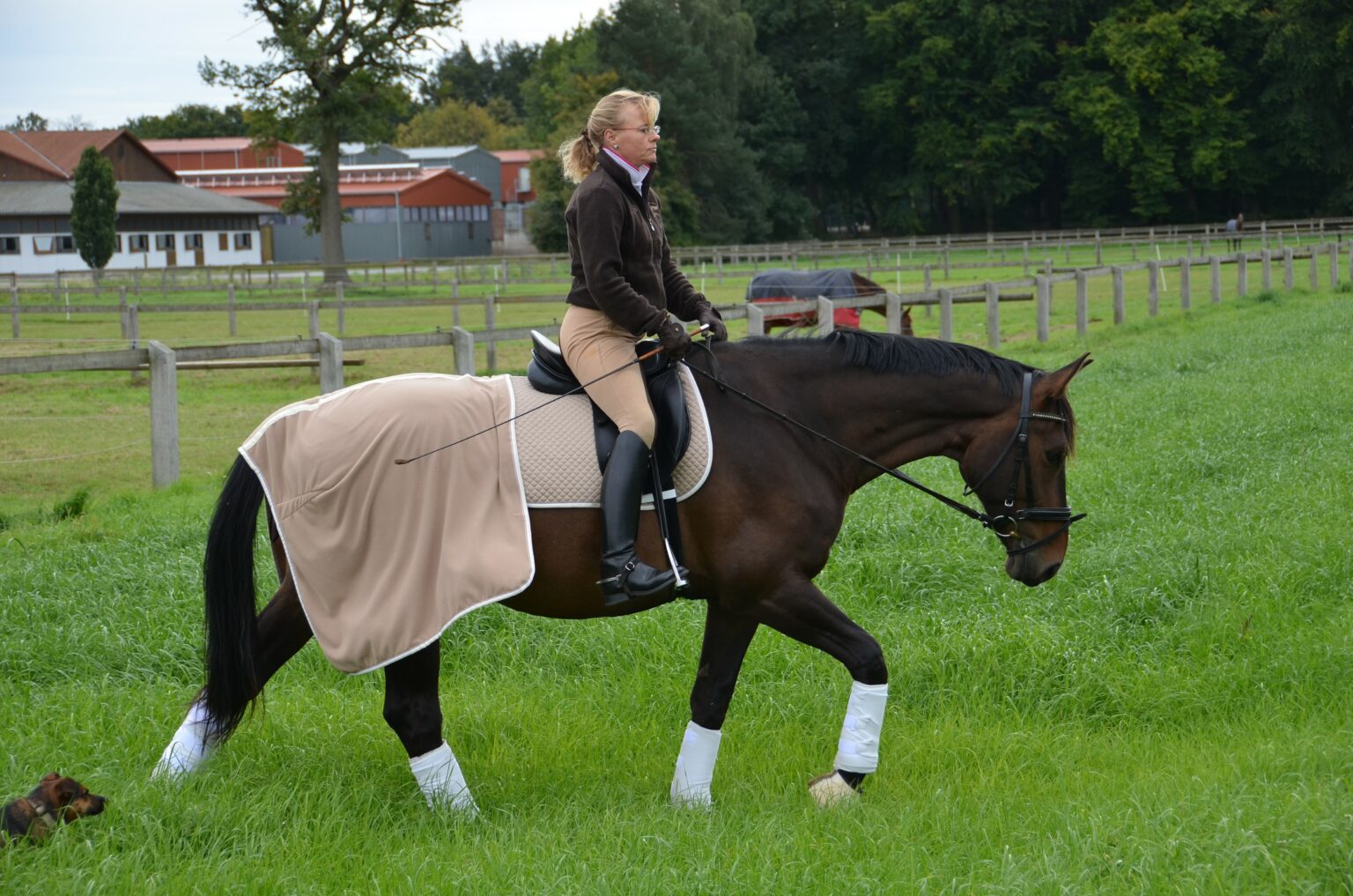 Bockhuf beim Pferd - Was ist das? - Alles rund ums Pferd