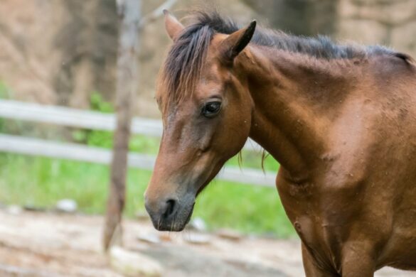 Das schnellste Pferd der Welt: Drip Brew | ehorses Magazin