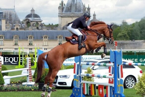 Halla: Leben & Erfolge des Springpferds | ehorses Magazin