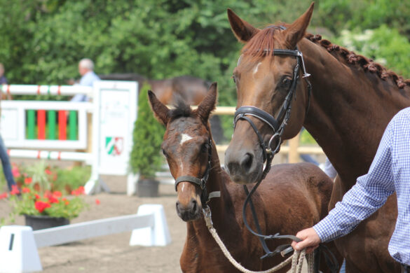 Die Pferdearten im Überblick - ehorses Magazin