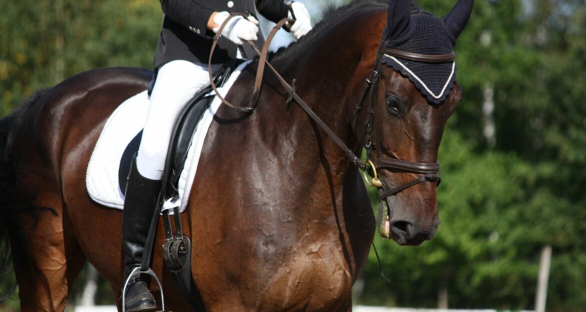 Lebensnummer beim Pferd - Bedeutung & weitere Infos | ehorses.de Magazin