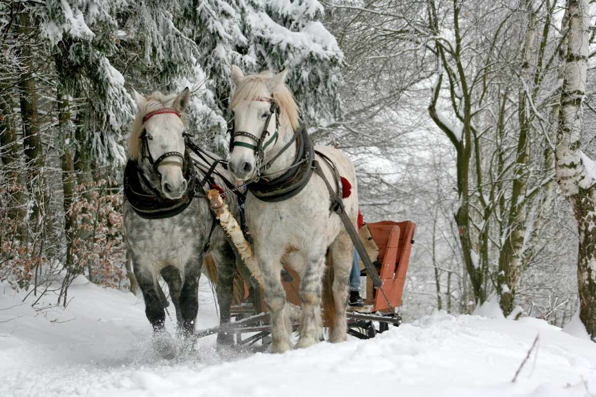 Warm aufs Pferd - Reiten im Winter | ehorses Blog