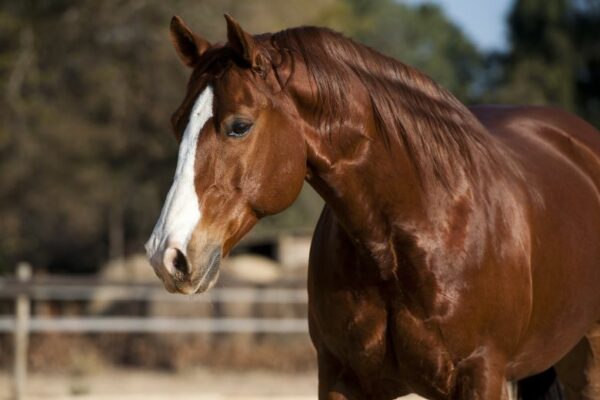 Schweres Warmblut im Rasseportrait | ehorses Magazin