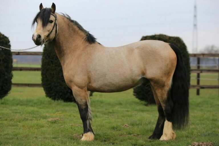 Schwarzwälder Fuchs im Rasseportrait | ehorses Magazin