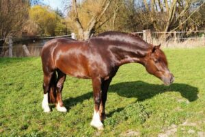 Criollo Pferde im Rasseportrait | ehorses Magazin
