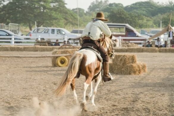 Westernreiten über die Reitdisziplin | ehorses Magazin