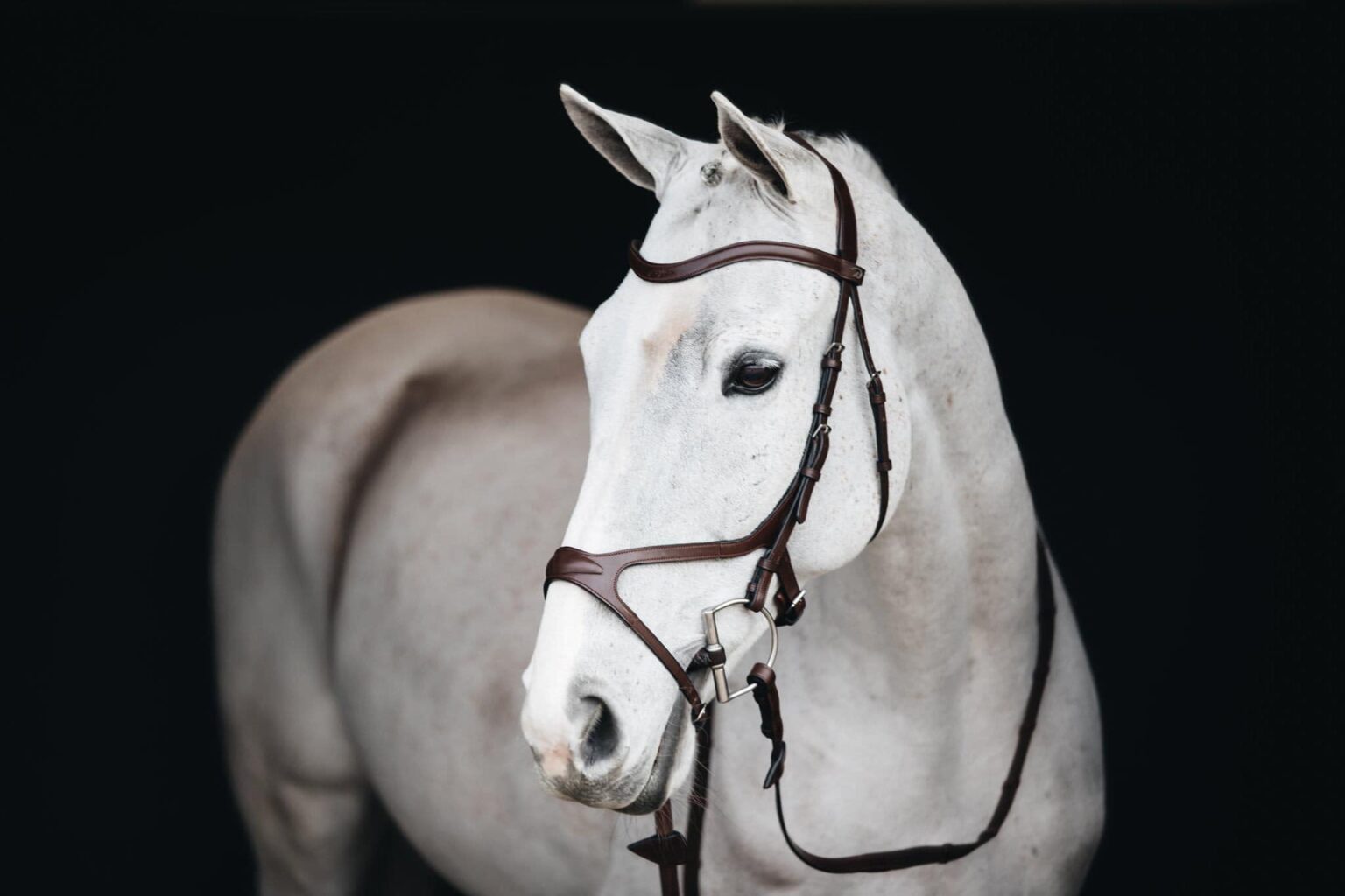 Zaumzeug Arten: Welche gibt es und wie wirken sie? - ehorses Magazin